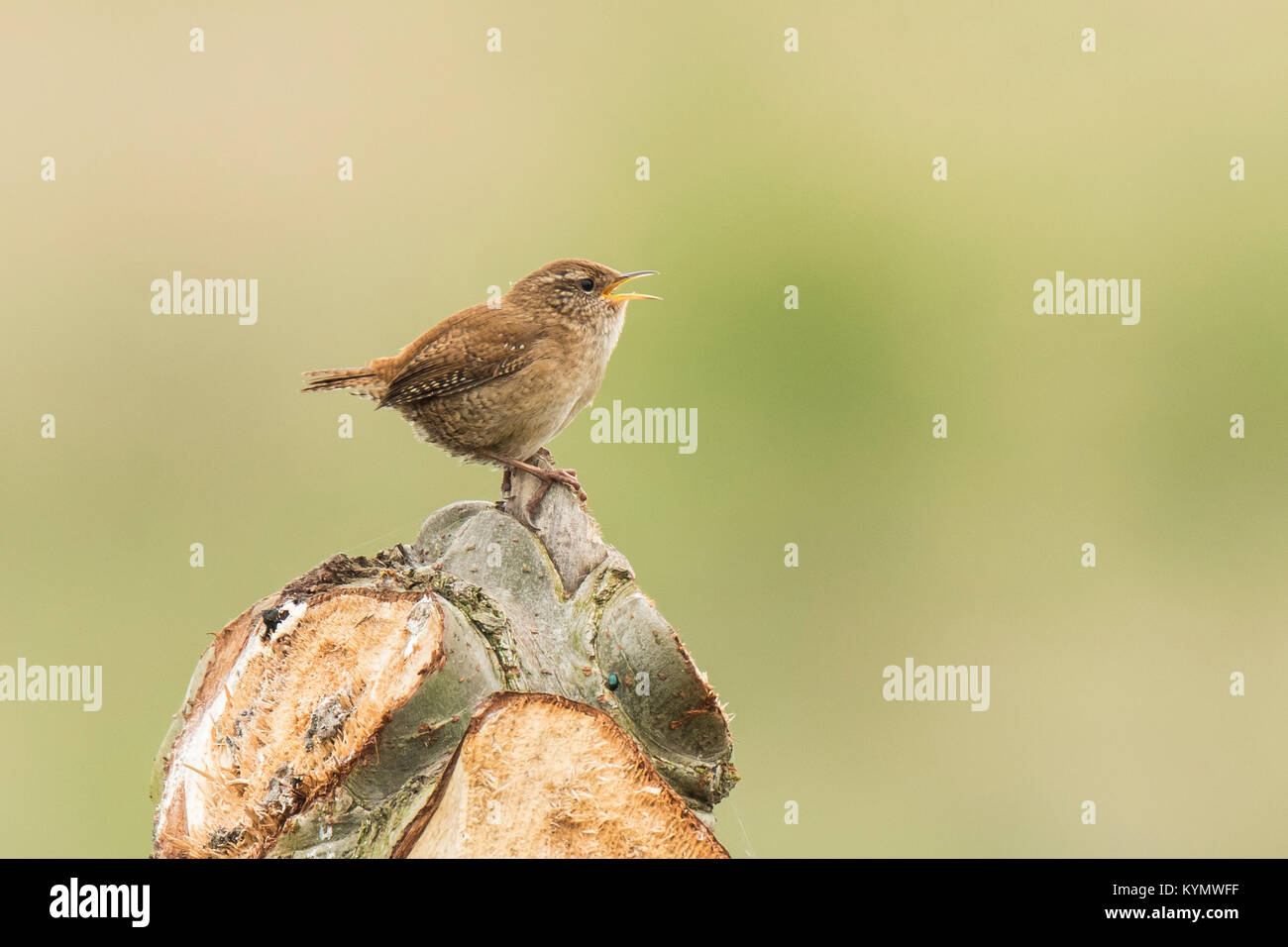Breeding male wren hi-res stock photography and images - Alamy