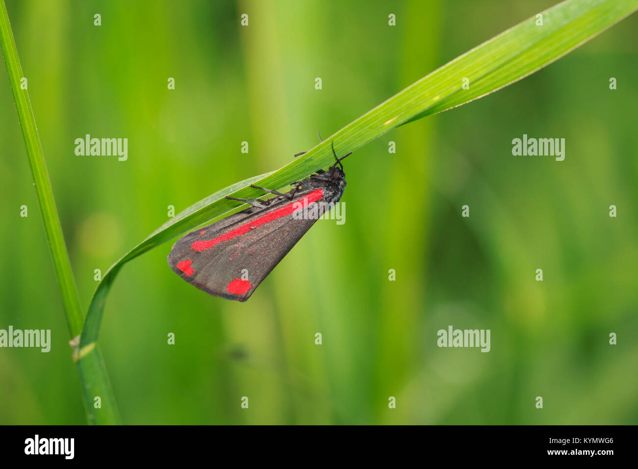Cinnabar moth (Tyria jacobaeae) resting in a meadow drying his wings ...