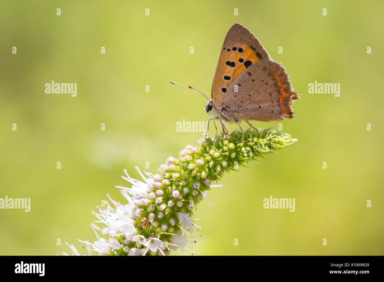 Closeup of a small or common Copper butterfly, lycaena phlaeas, feeding ...