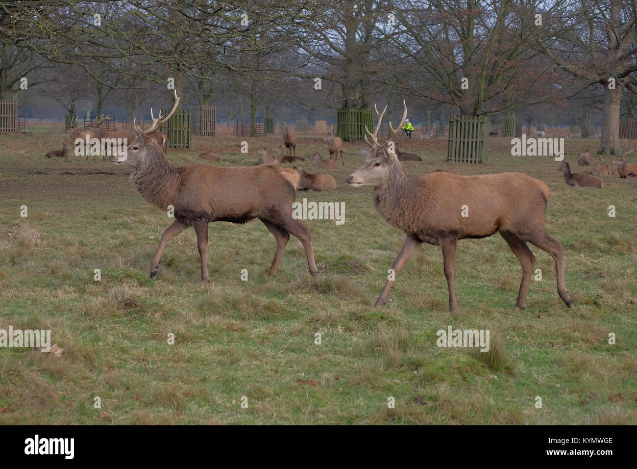 stags in bushy park Stock Photo - Alamy