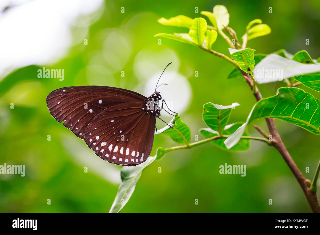 Indian butterfly hi-res stock photography and images - Alamy