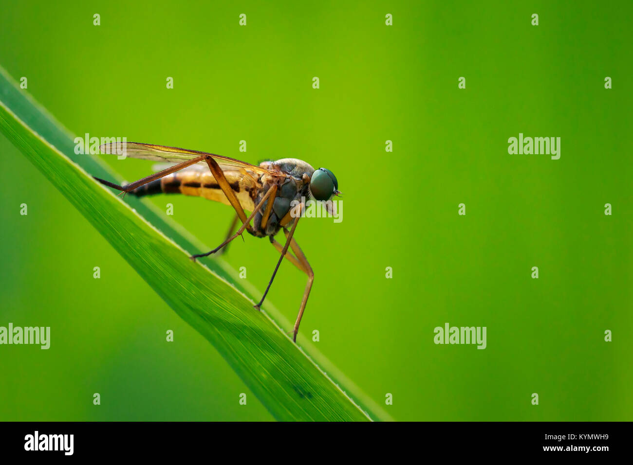 Macro close-up side view of a yellow Marsh Snipefly, Rhagio tringarius ...