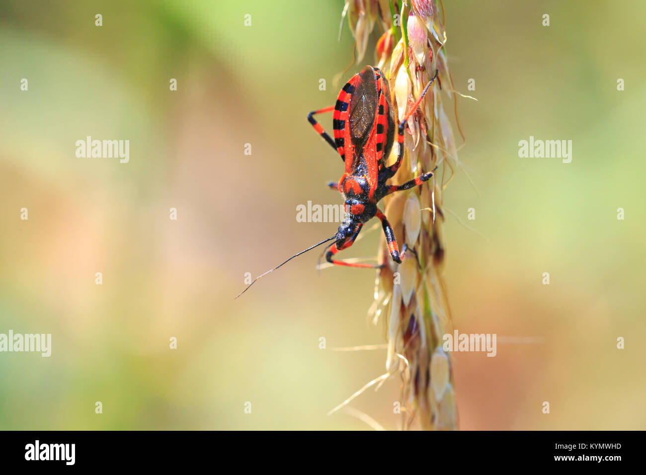 Assassin bug Rhinocoris iracundus close up Stock Photo - Alamy