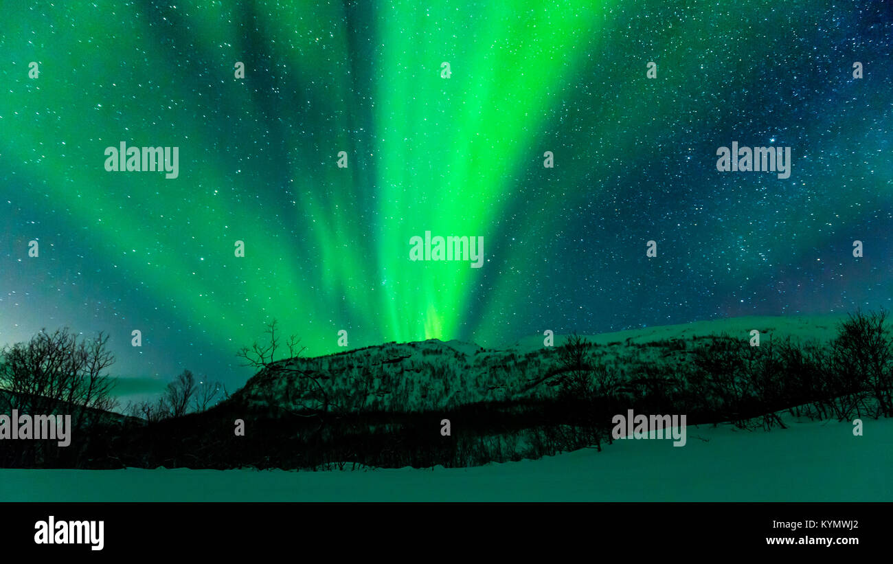 Northern lights over snowy trees hi-res stock photography and images ...