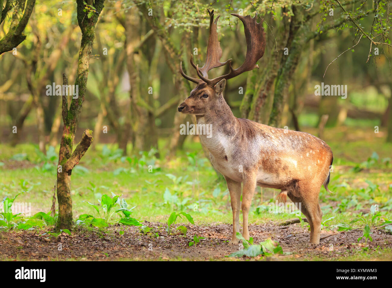 Big Fallow deer buck, Dama Dama, with large antlers walking in a green ...