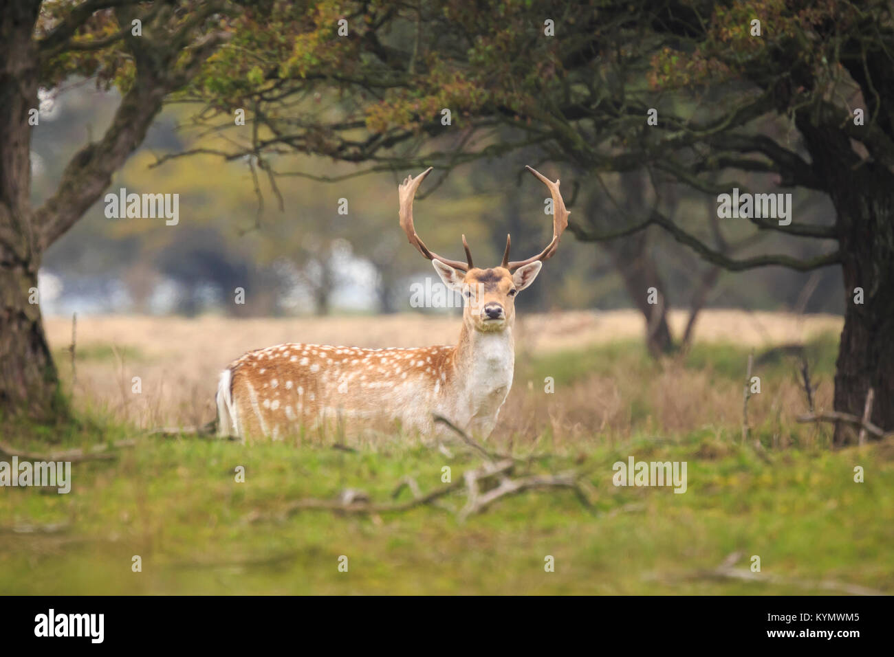 Beautiful big Fallow deer stag, Dama Dama, with large antlers walking ...