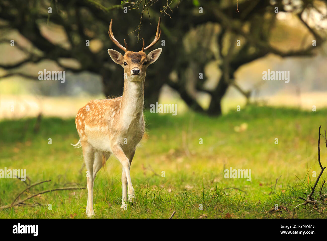 Young Fallow deer buck, Dama Dama, with small antlers walking through a ...