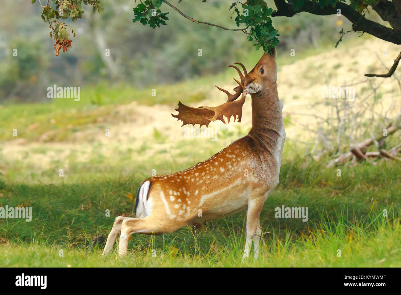 Deer eating berries hi-res stock photography and images - Alamy