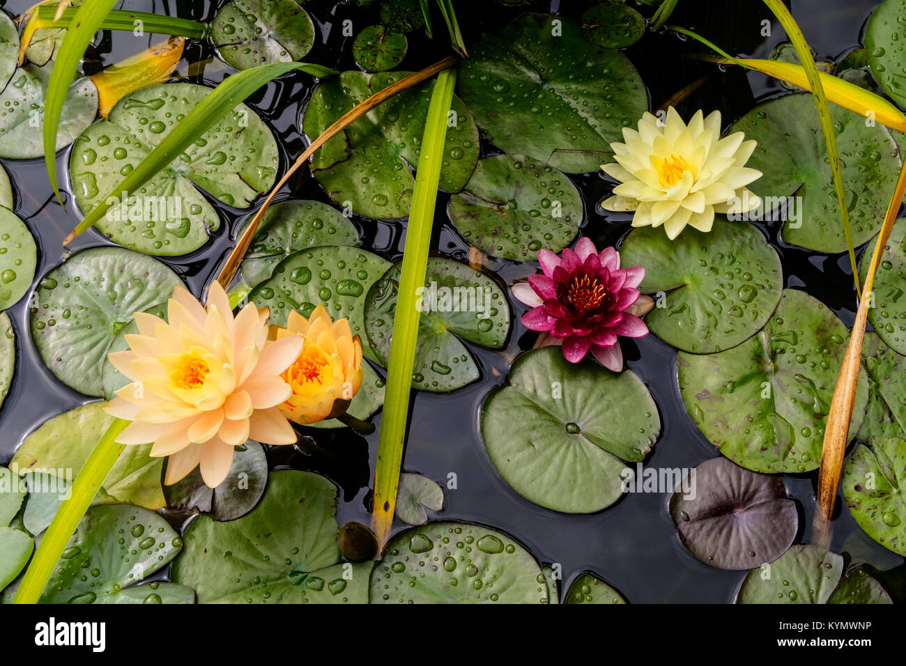water lilies in a small pond Stock Photo - Alamy