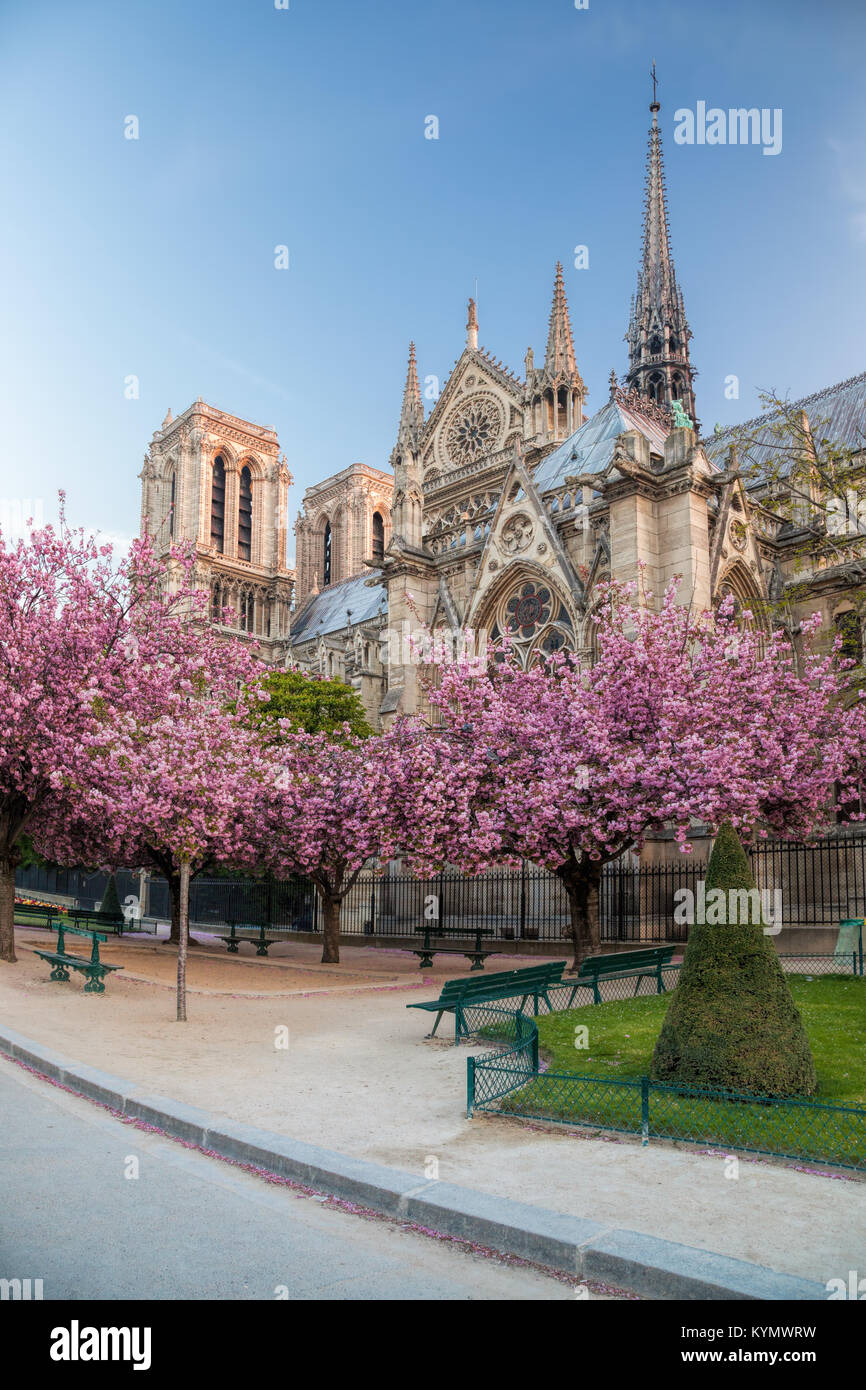 Paris, Notre Dame cathedral with spring trees in France Stock Photo - Alamy