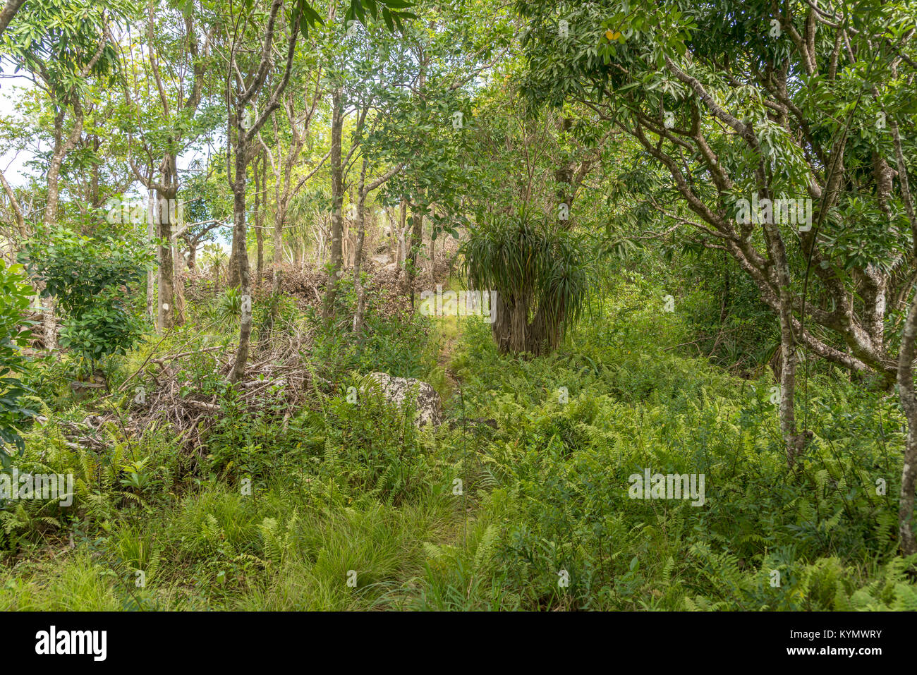 Urwald afrika hi-res stock photography and images - Alamy