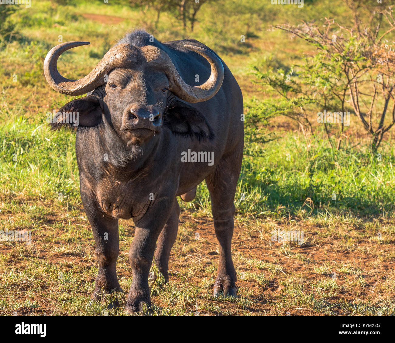 Cape buffalo male hi-res stock photography and images - Alamy
