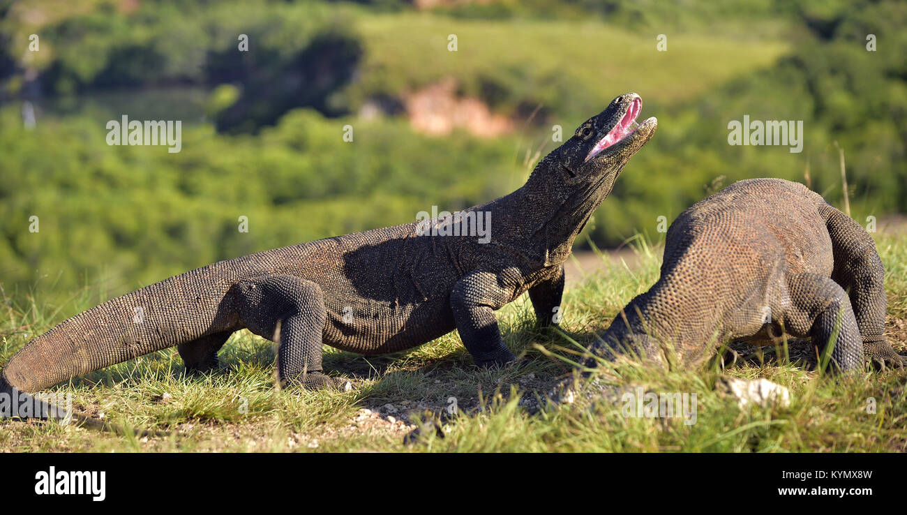 The Fighting Comodo dragon (Varanus komodoensis) for domination. It is ...