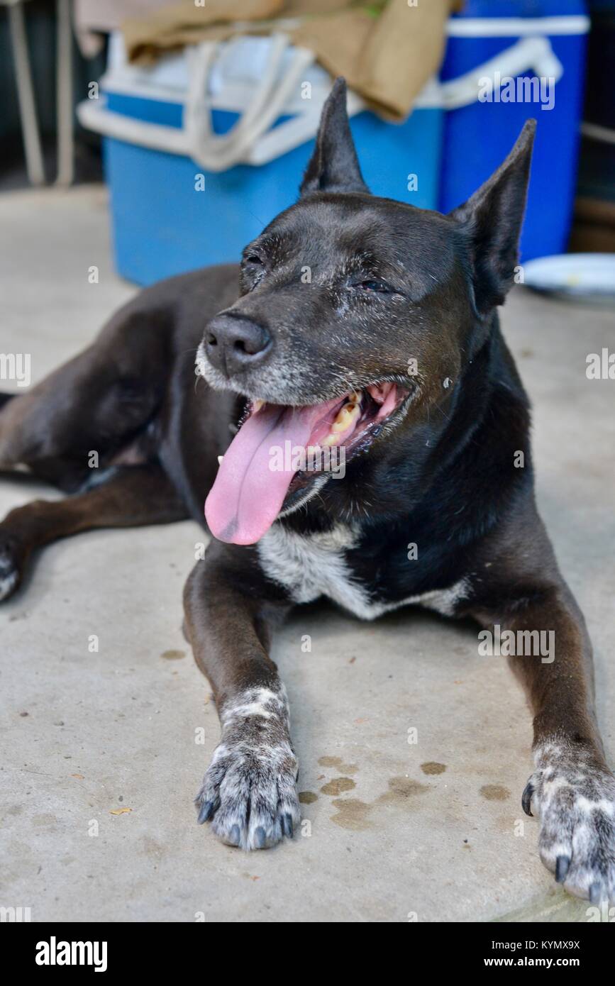 Australian dog sitting inan australian scene with an esky, ice cooler ...