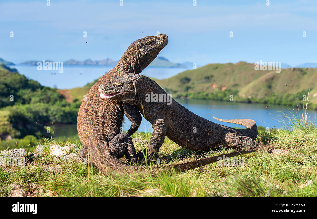 Komodo dragon fighting hi-res stock photography and images - Alamy