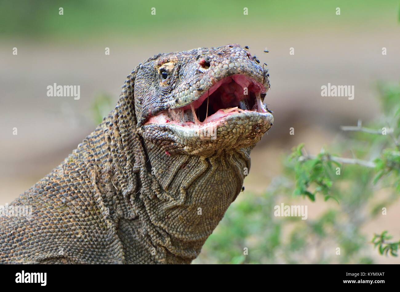 The Komodo dragon ( Varanus komodoensis ) with open mouth. Biggest ...