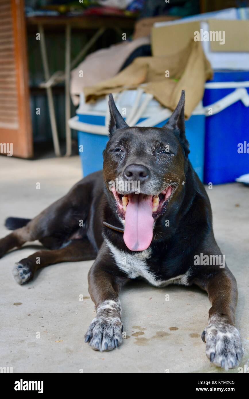 Australian dog sitting inan australian scene with an esky, ice cooler ...