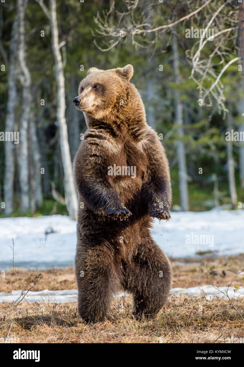 Brown bear (Ursus arctos) standing on his hind legs on a swamp in the ...