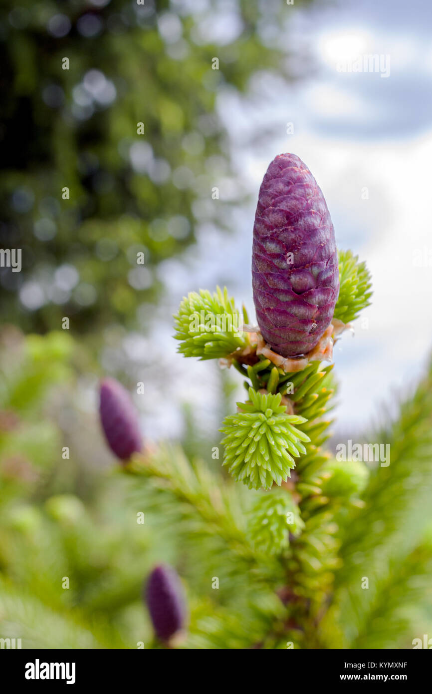 Purple cone spruce hi-res stock photography and images - Alamy