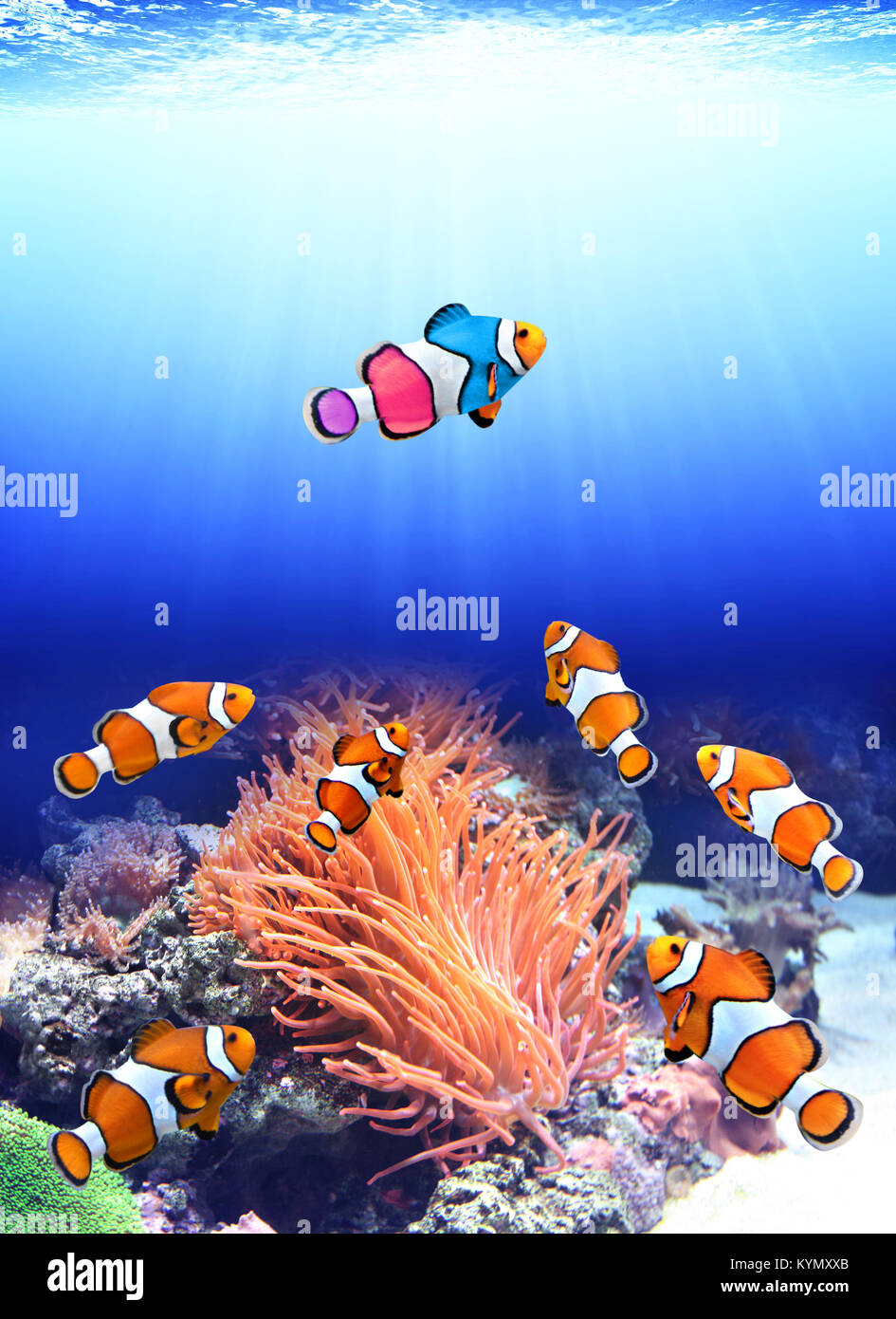 Concept - to be yourself, to be unique. A flock of standard clownfish ...