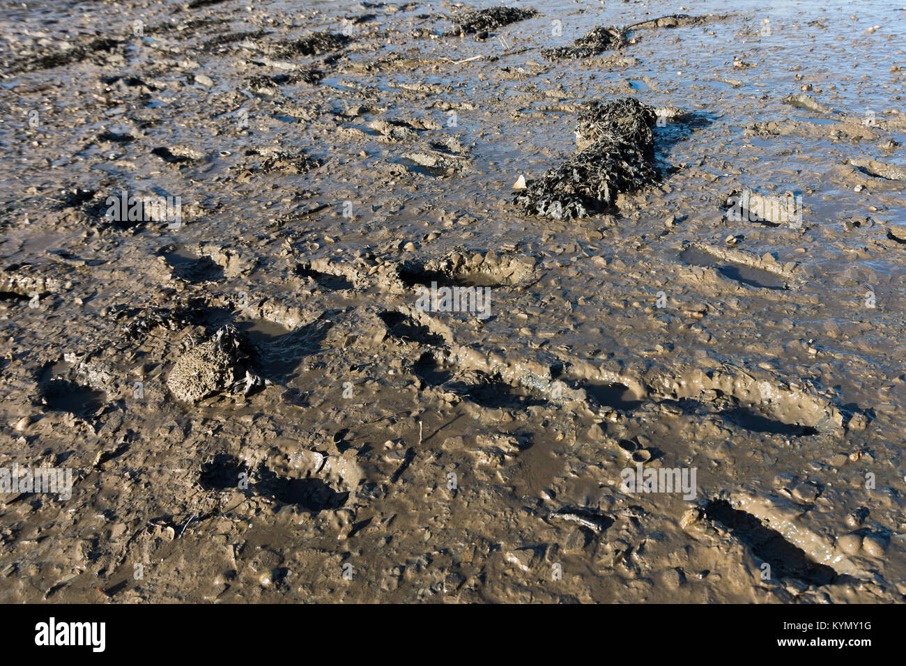 Footprints in the river mud. Lots of prints in mud Stock Photo - Alamy