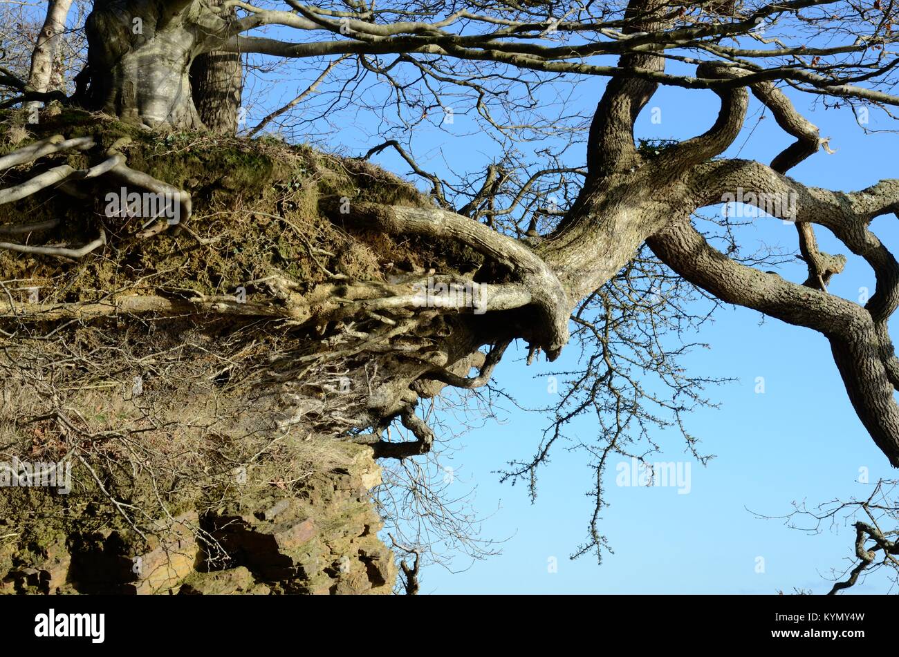 Exposed tree roots after erosion Eastern Cleddau River estuary ...