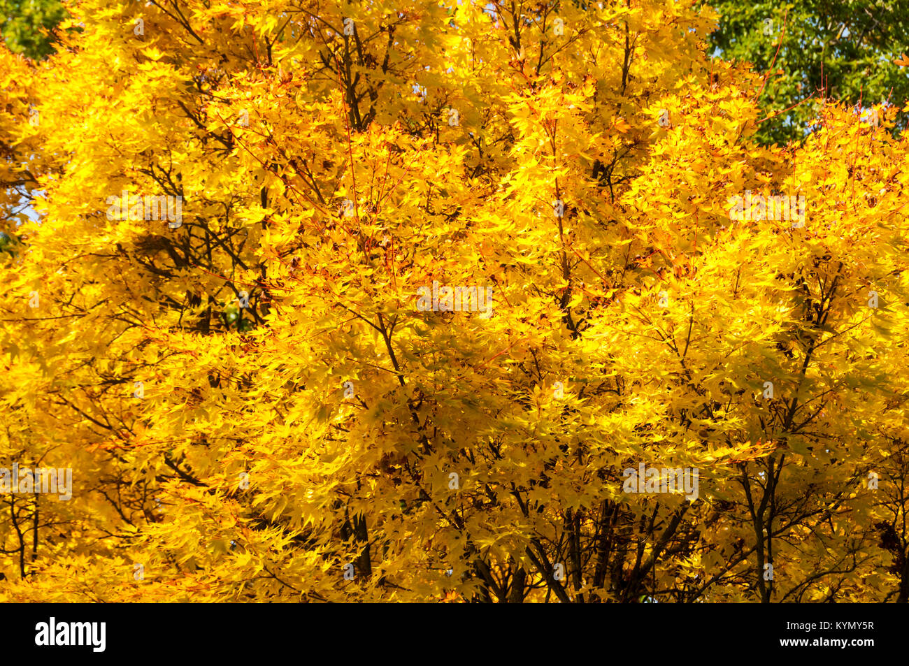 English maple tree hi-res stock photography and images - Alamy