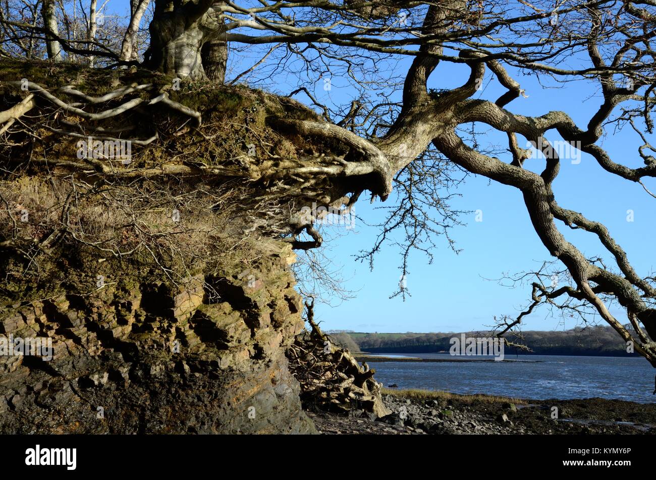 Exposed tree roots after erosion Eastern Cleddau River estuary ...