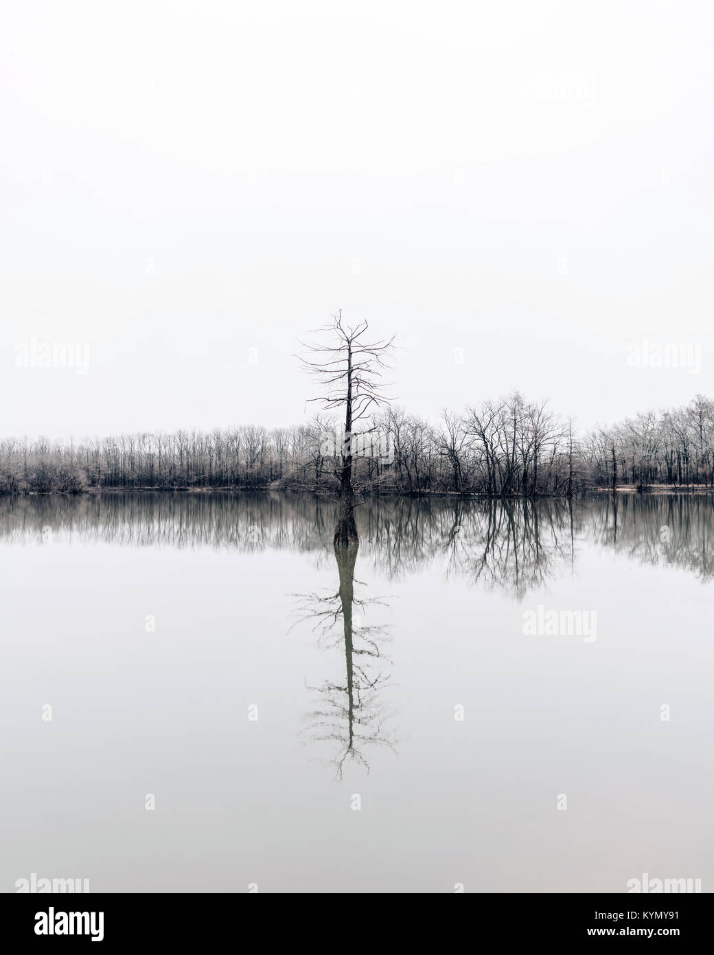 Swamp tree hi-res stock photography and images - Alamy