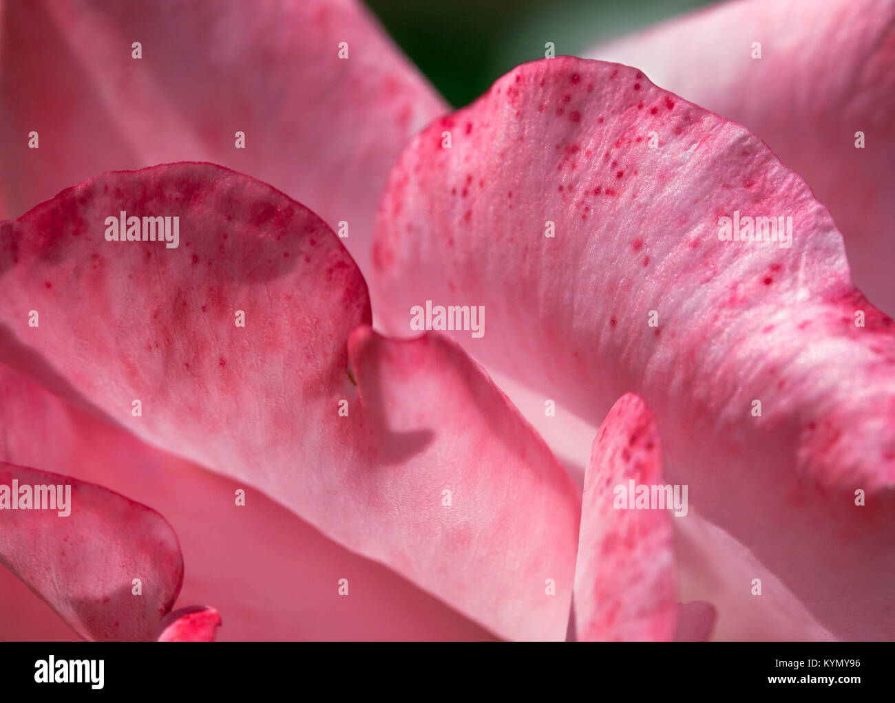 Rose petals macro shot Stock Photo - Alamy