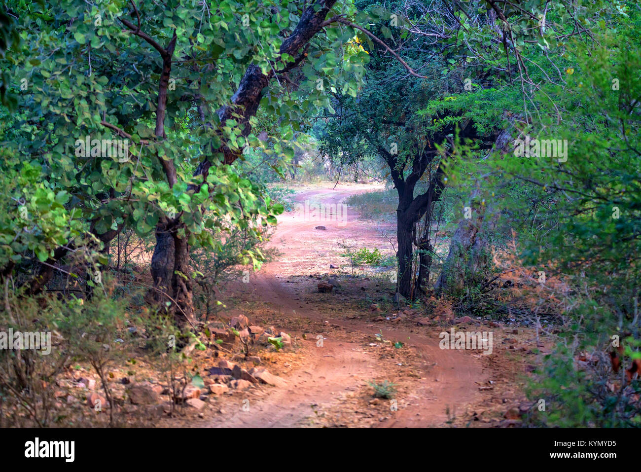 Landscape of Ranthambore, India. Road and forest Stock Photo - Alamy
