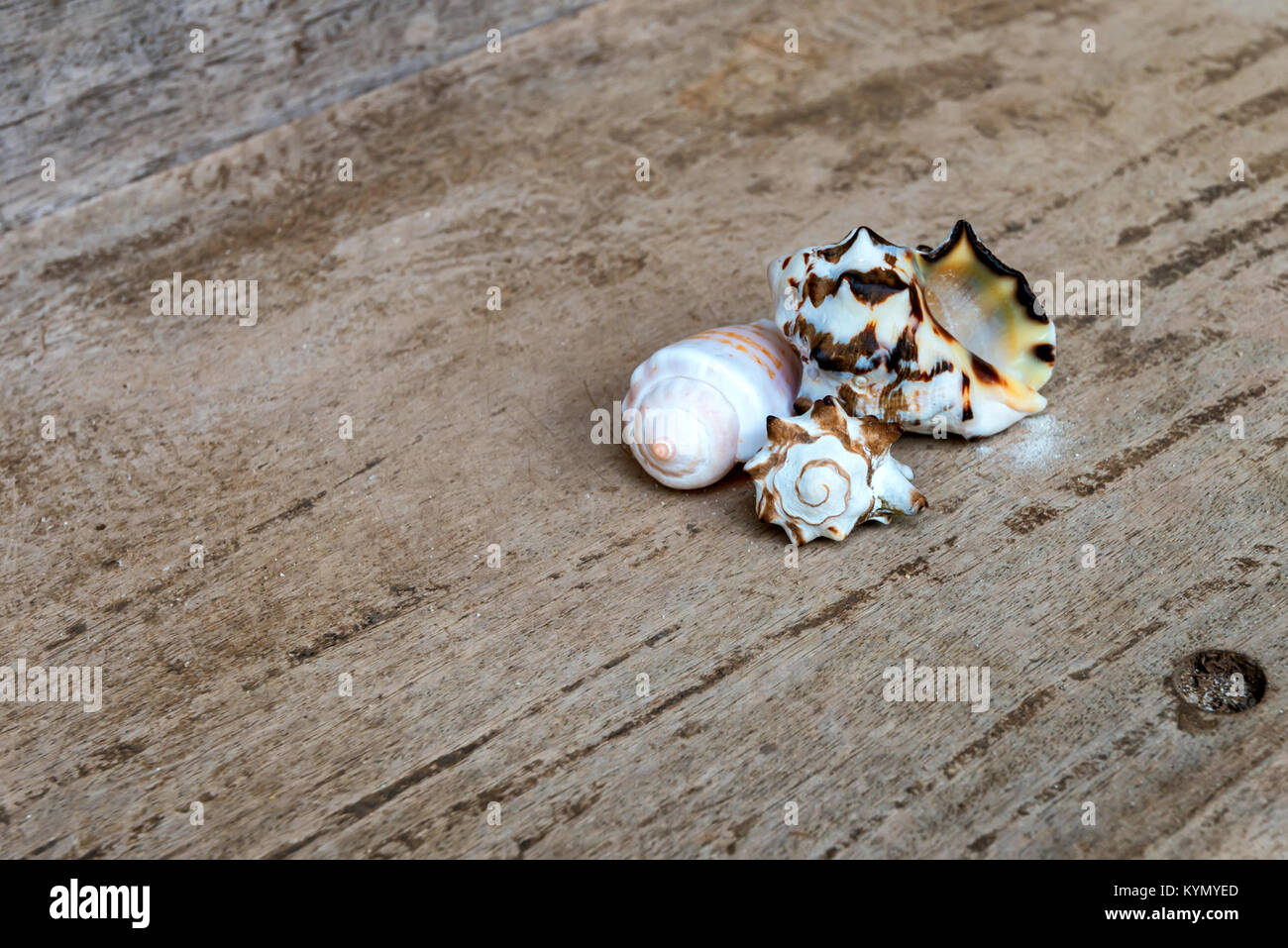 Clam shell variety hi-res stock photography and images - Alamy