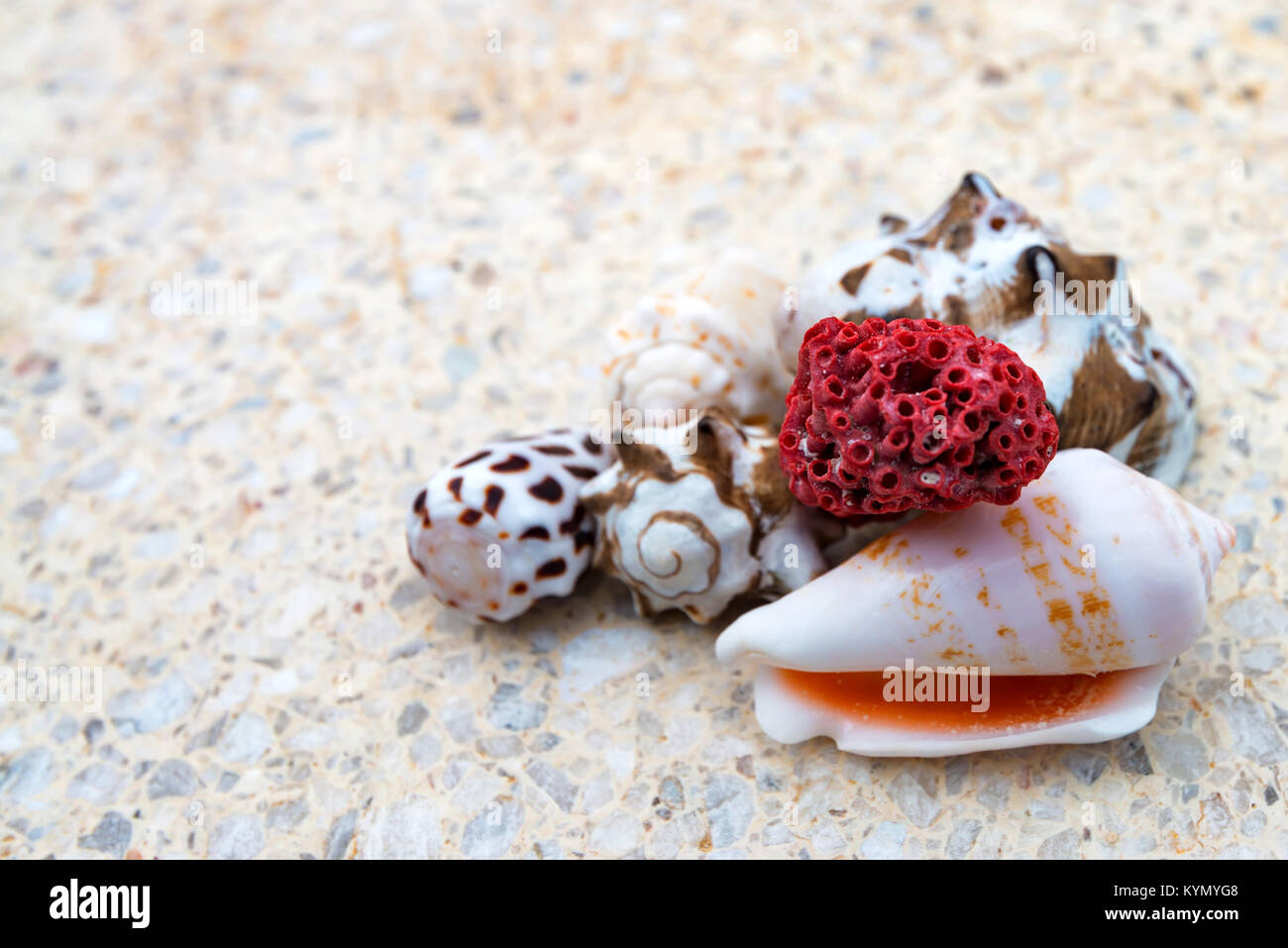 Sea shells on the ground Stock Photo - Alamy