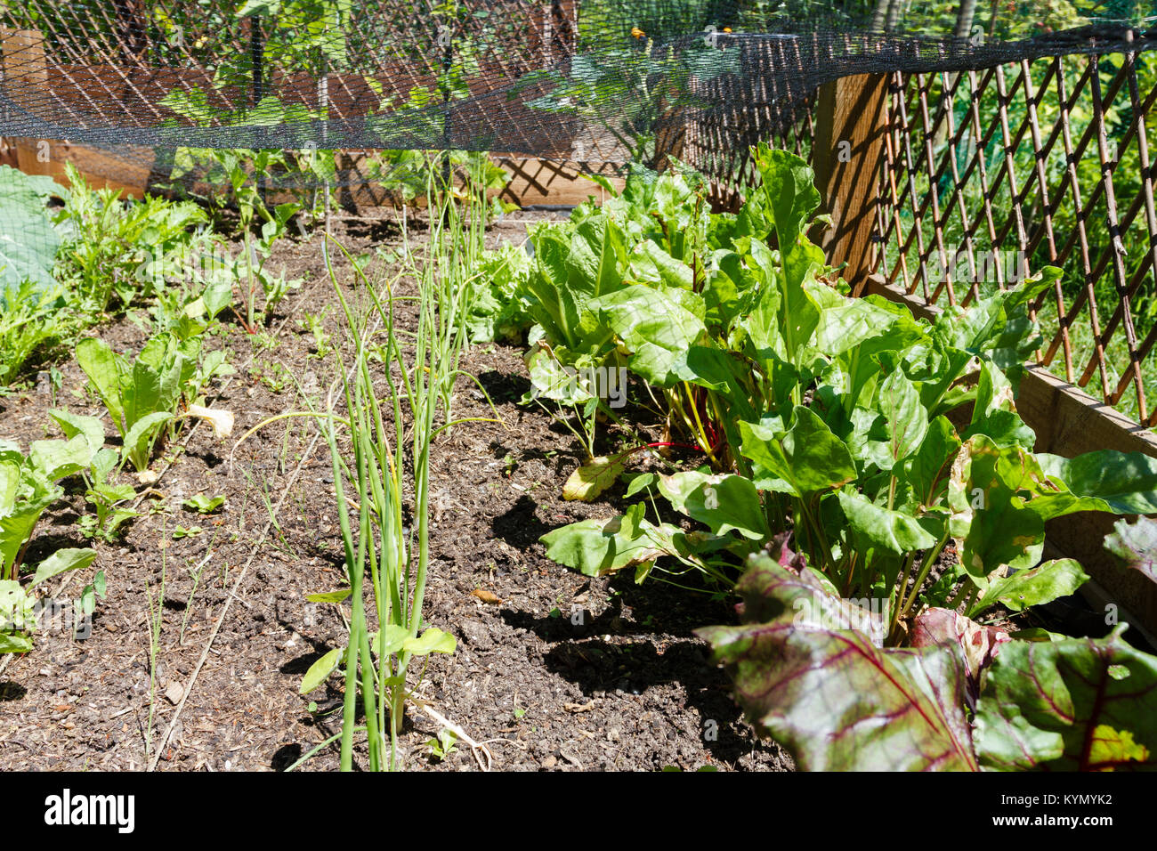 Garden vegetable plot with beetroot,spring onions and radishes growing ...