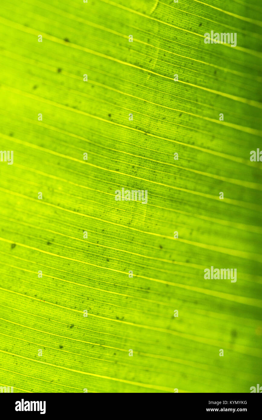 Tropical plant leaf texture Stock Photo - Alamy