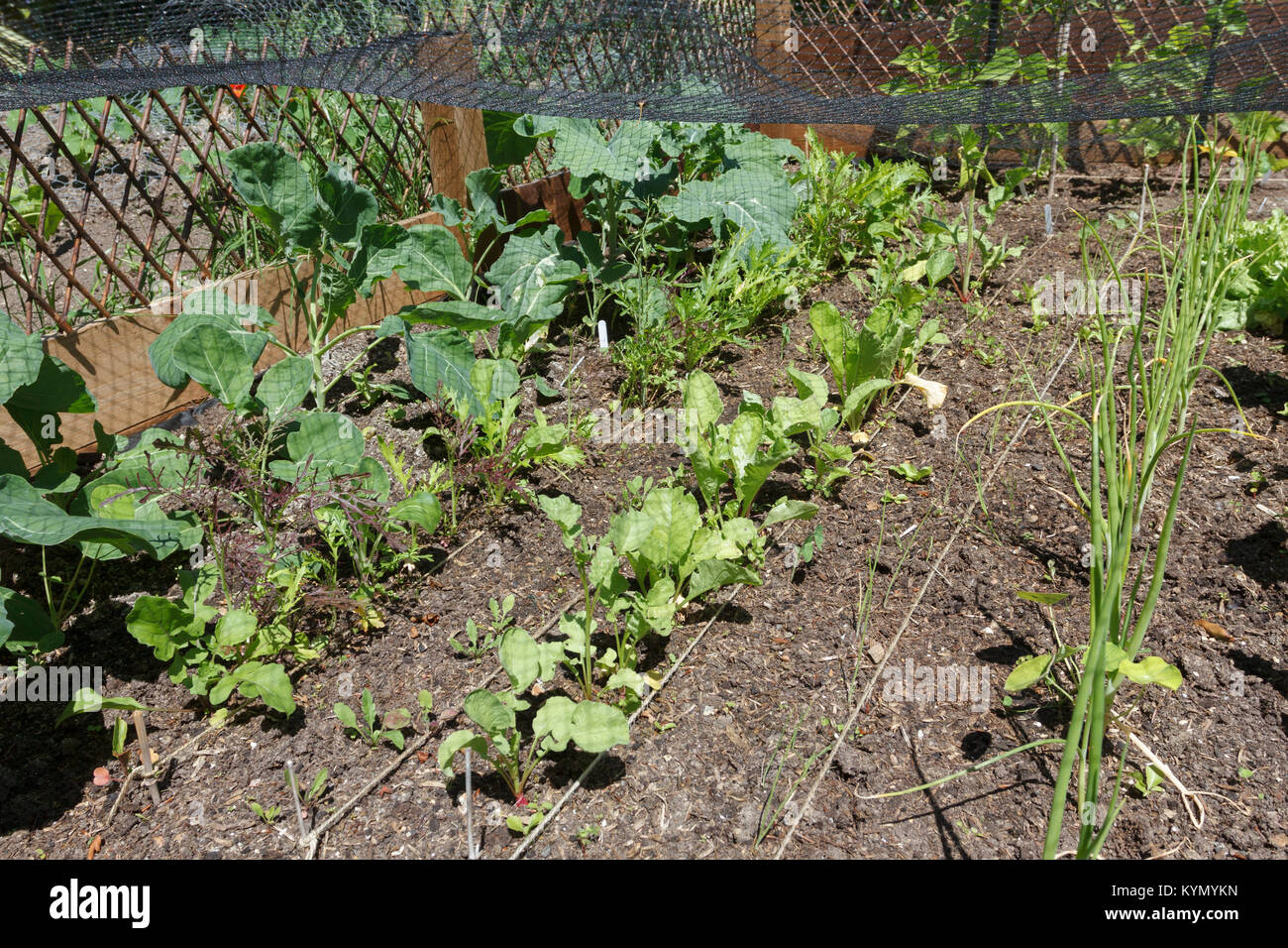 Vegetable plot hi-res stock photography and images - Alamy