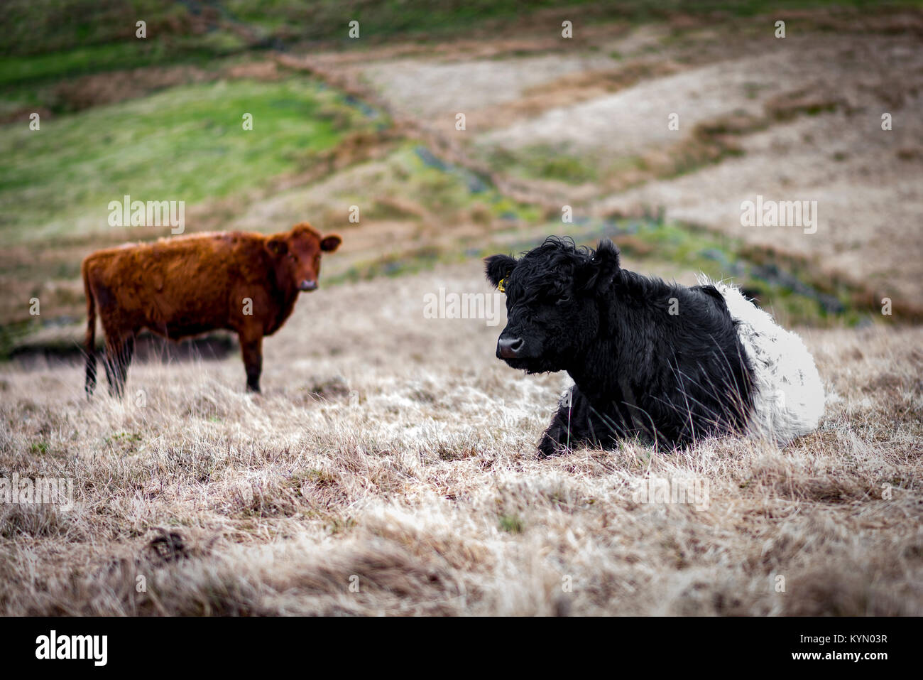 Highland cow windy hi-res stock photography and images - Alamy