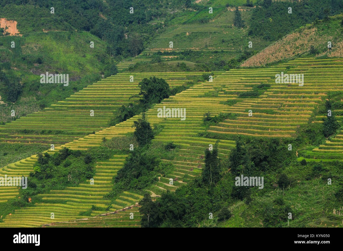 Terraced rice field in Sapa, Vietnam. Sa Pa is famous for the terraced ...