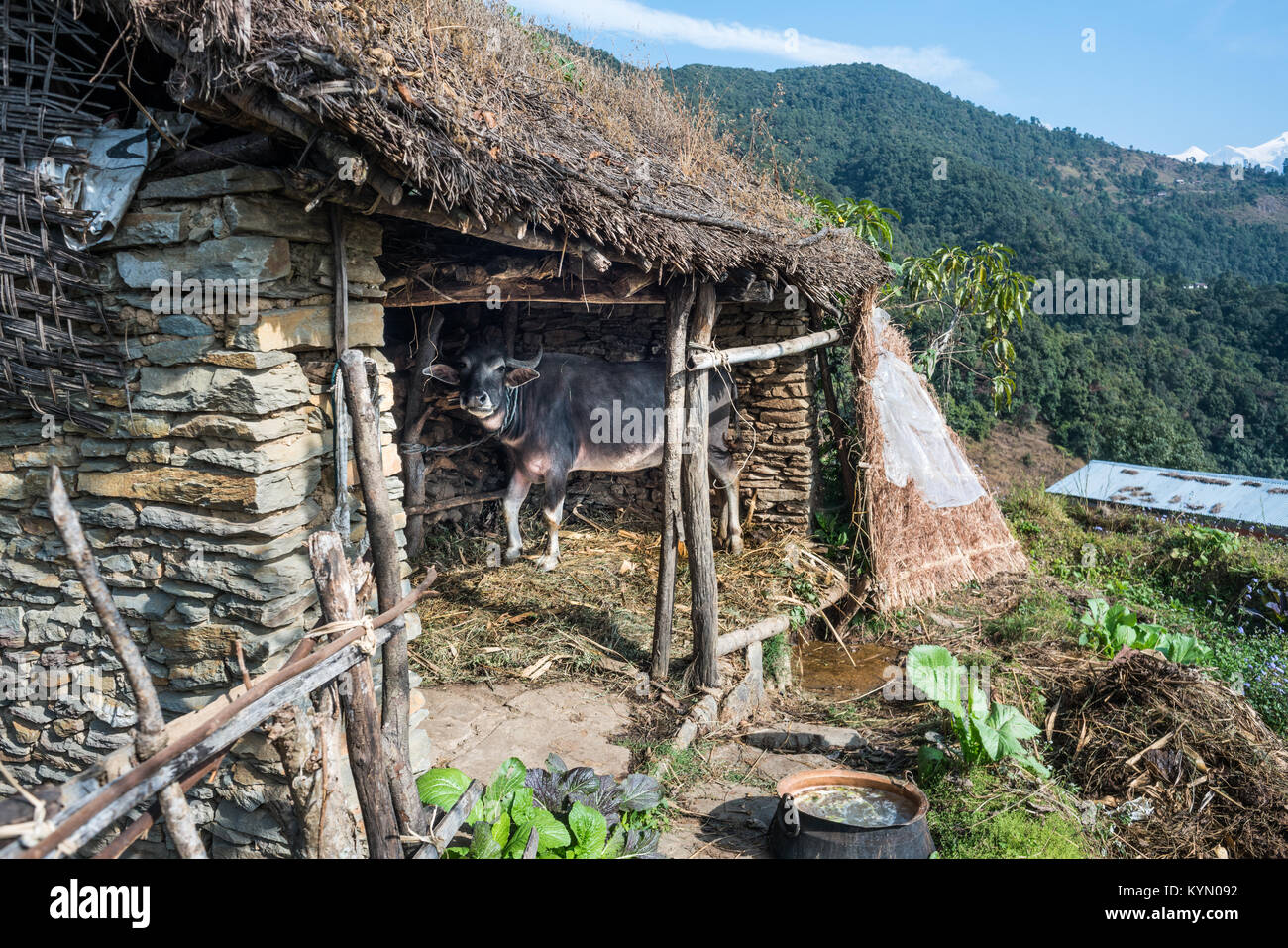 Cattle in the village, Annapurna base camp trek, Nepal Stock Photo - Alamy