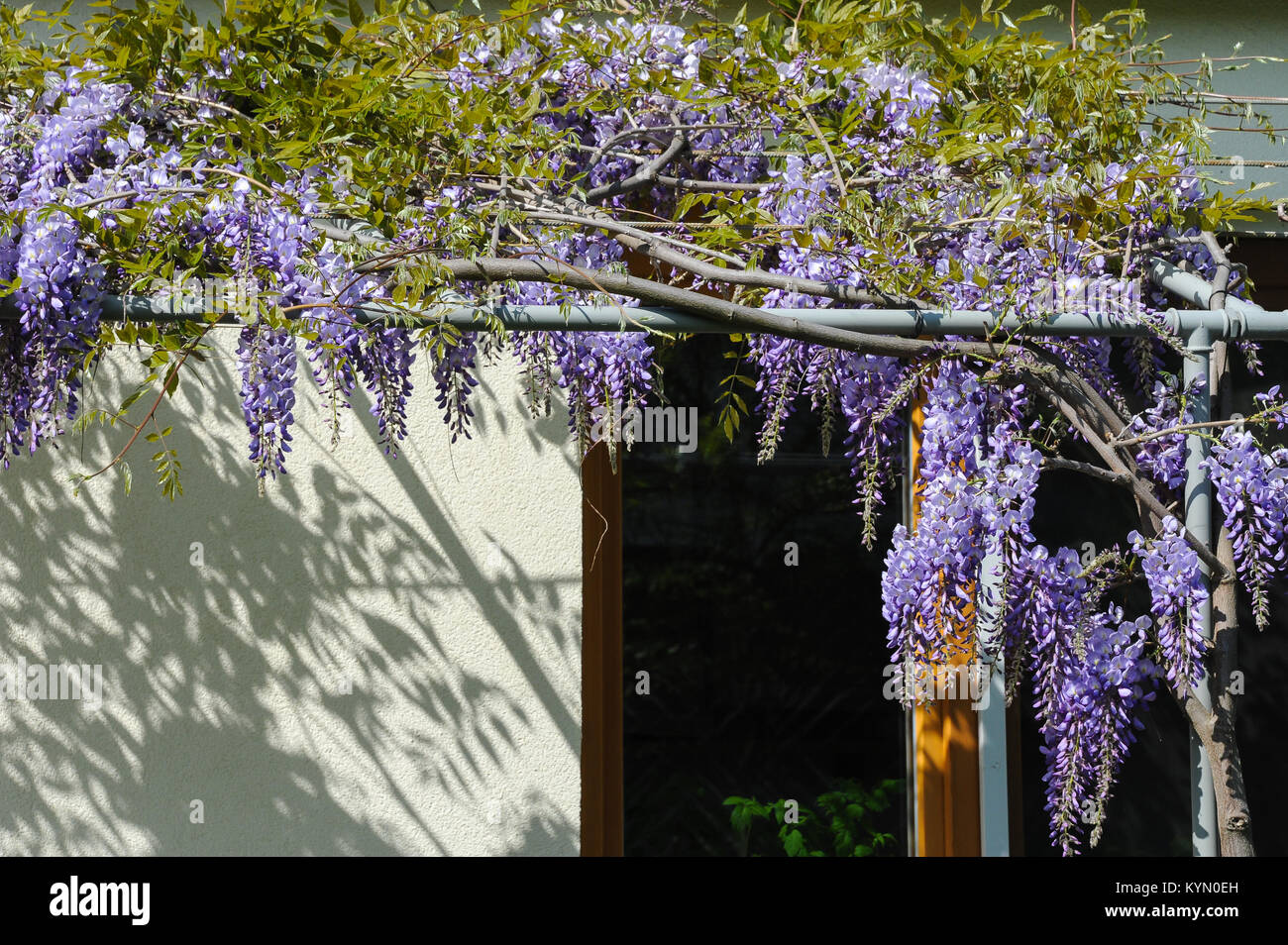 A chinese wisteria (Wisteria sinensis) in spring Stock Photo - Alamy