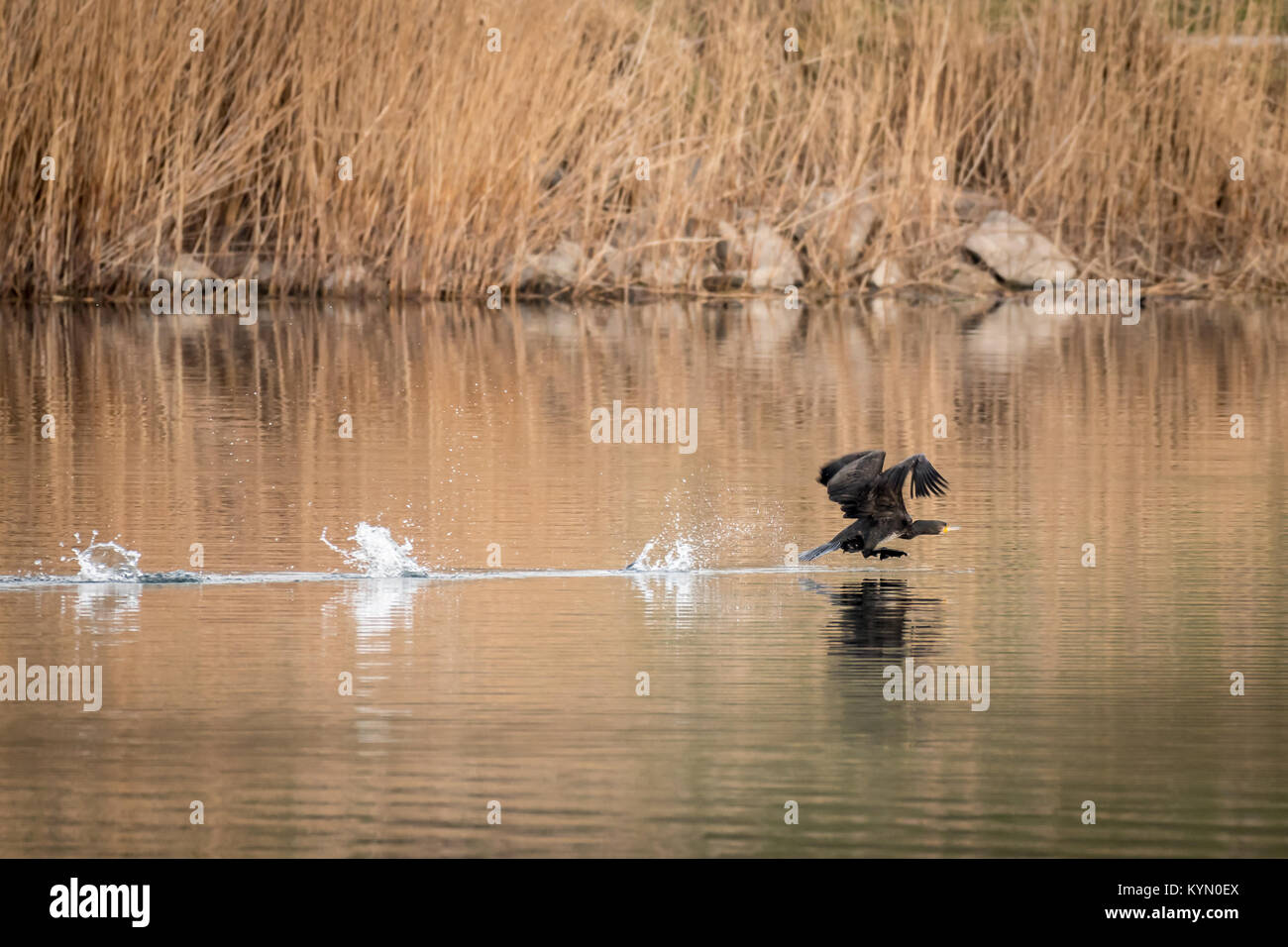 A single cormorant taking off the Danube in Vienna Stock Photo - Alamy