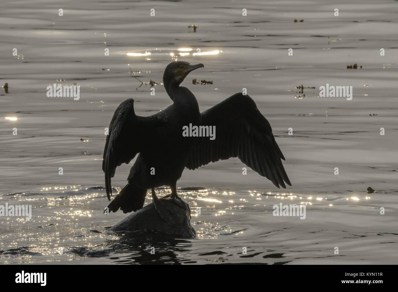 Cormorant and sun reflexes, october 2017 | usage worldwide Stock Photo ...