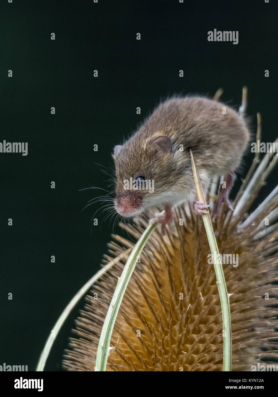 Harvestmouse High Resolution Stock Photography and Images - Alamy
