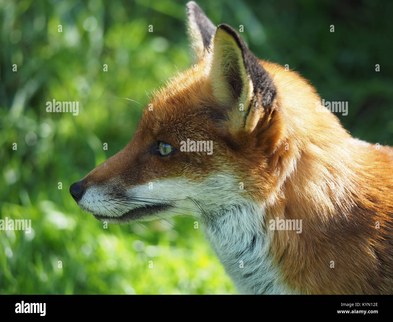 Profile of fox head hi-res stock photography and images - Alamy
