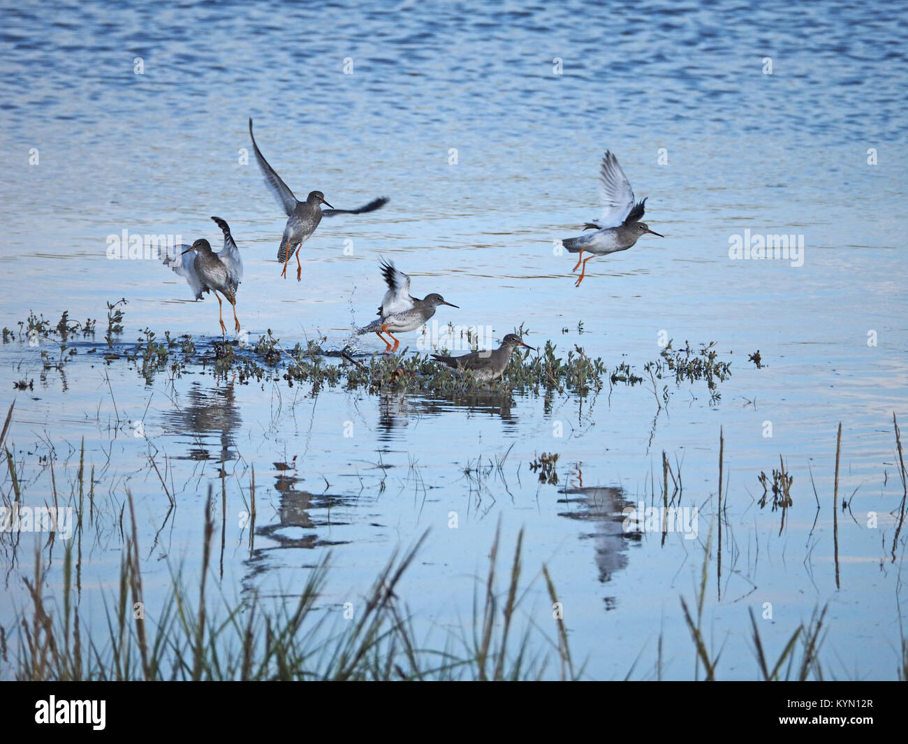 Red Shanks on Camel Estuary Stock Photo - Alamy