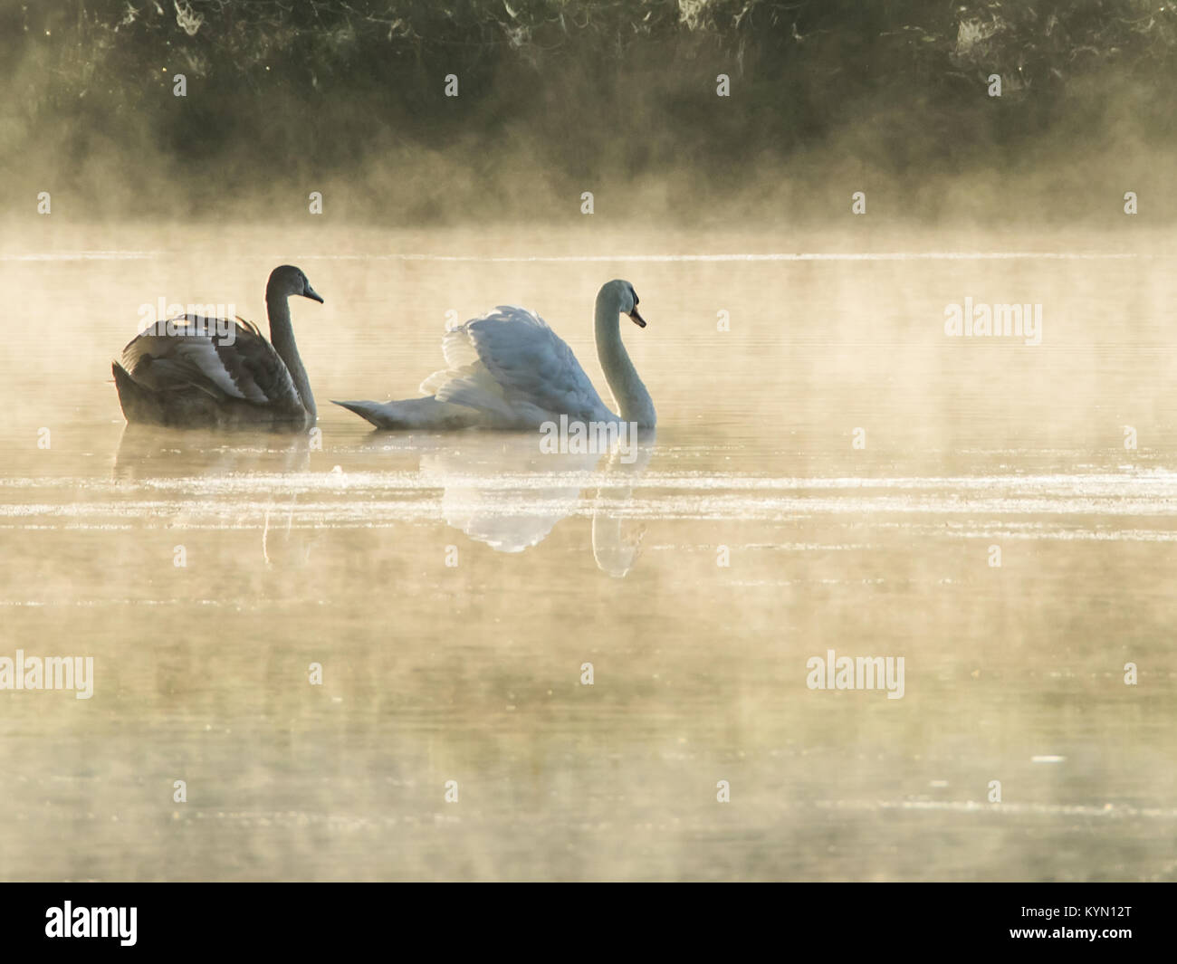 Early morning light on swans on Pen Ponds Stock Photo - Alamy