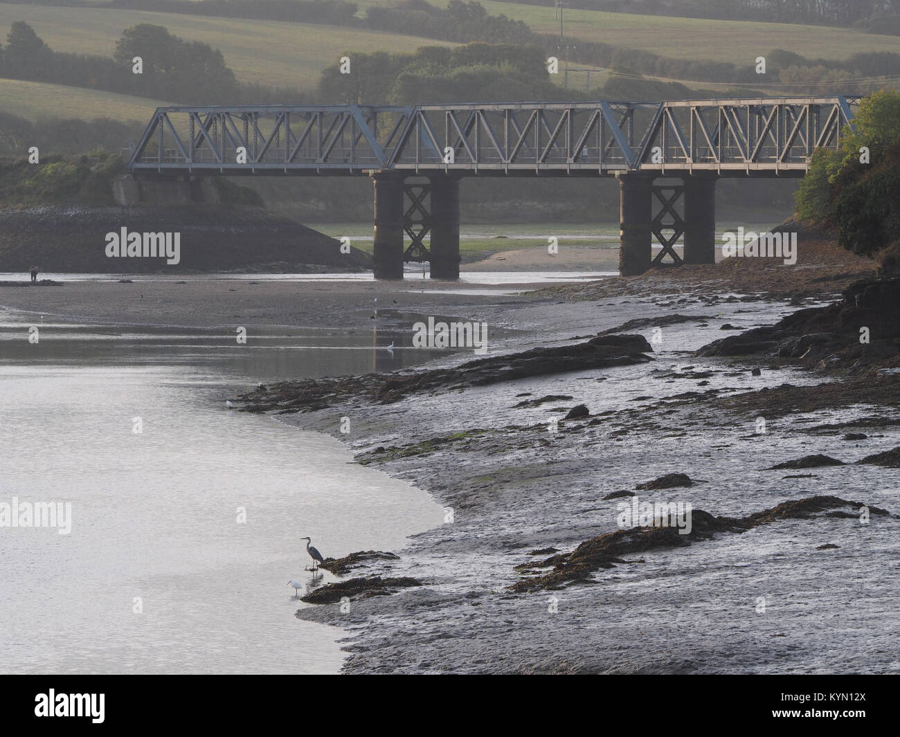 Red Shanks on Camel Estuary Stock Photo - Alamy