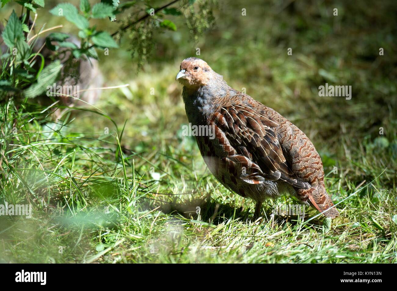 Partridge in autumn | usage worldwide Stock Photo - Alamy