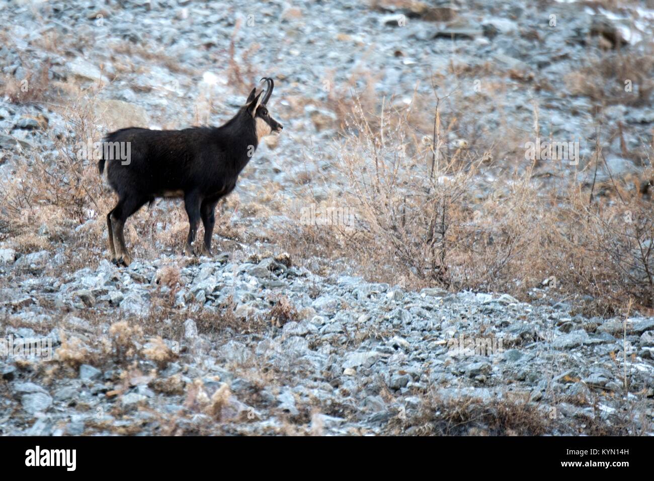 Chamois, Mountain goat | usage worldwide Stock Photo - Alamy