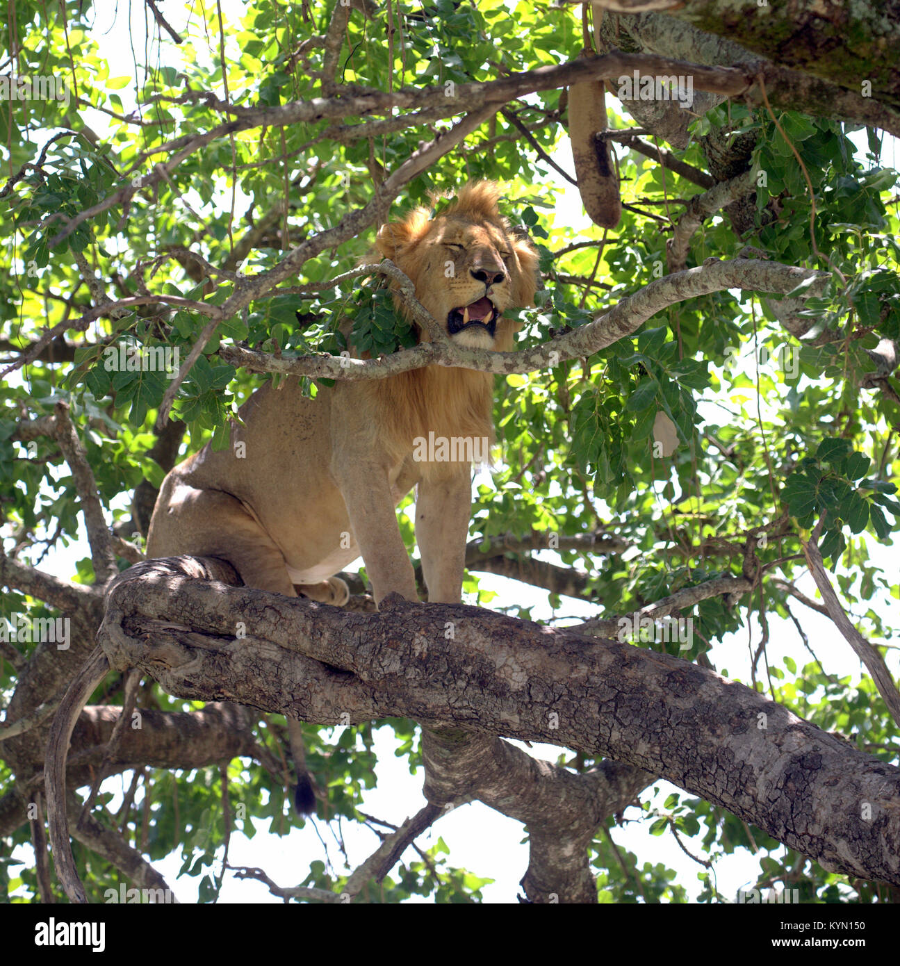 The various stance of lion on a tree Stock Photo - Alamy